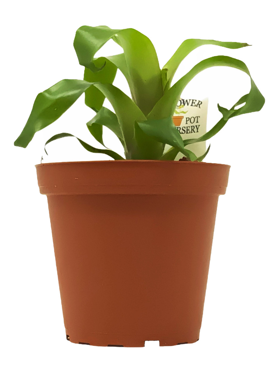 FlowerPotNursery Vriesea Style Bromeliad Vriesea Style 4" Pot - The ...