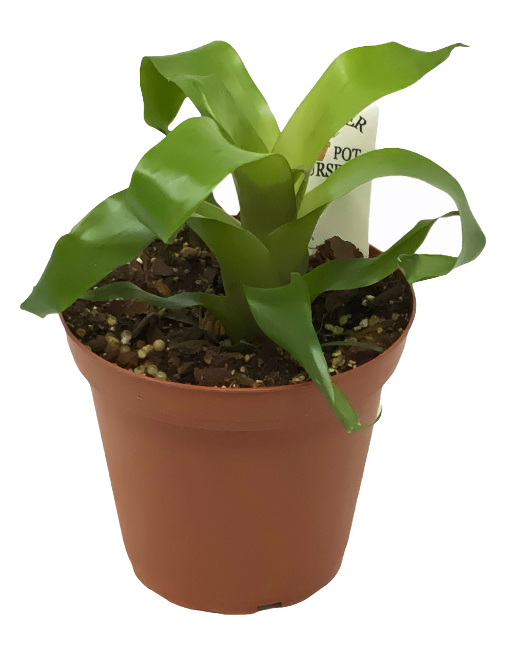 FlowerPotNursery Vriesea Style Bromeliad Vriesea Style 4" Pot - The ...
