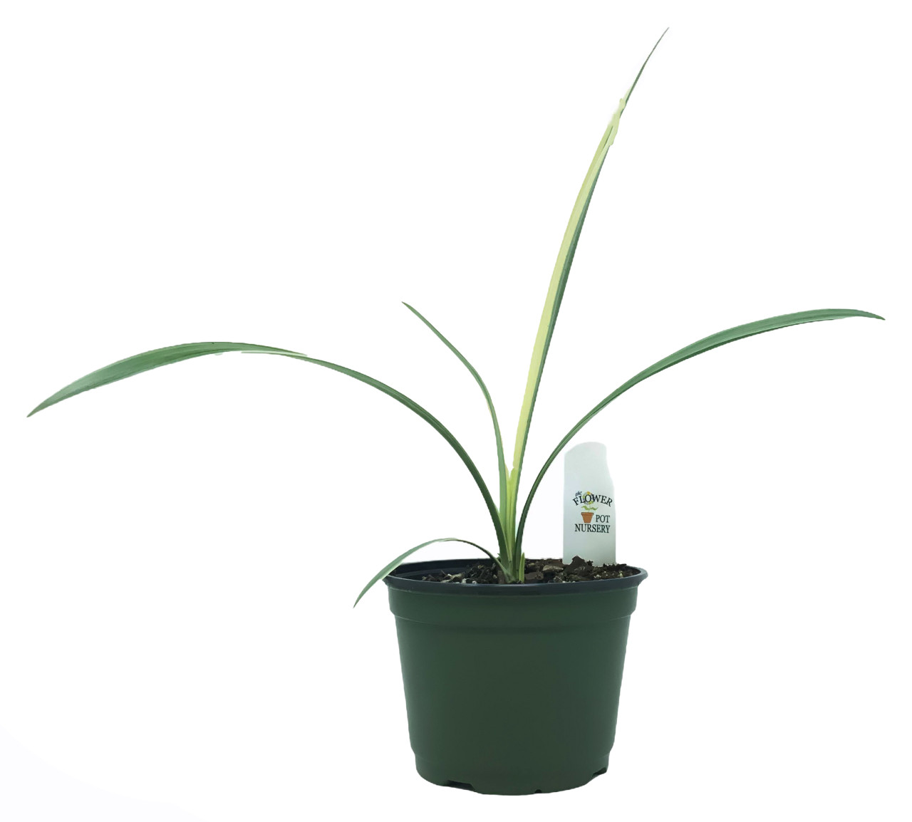 FlowerPotNursery Variegated Beach Spider Lily H. littoralis Variegata 6 ...