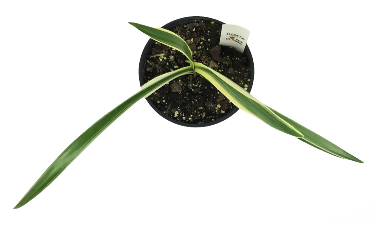 FlowerPotNursery Variegated Beach Spider Lily H. littoralis Variegata 6 ...