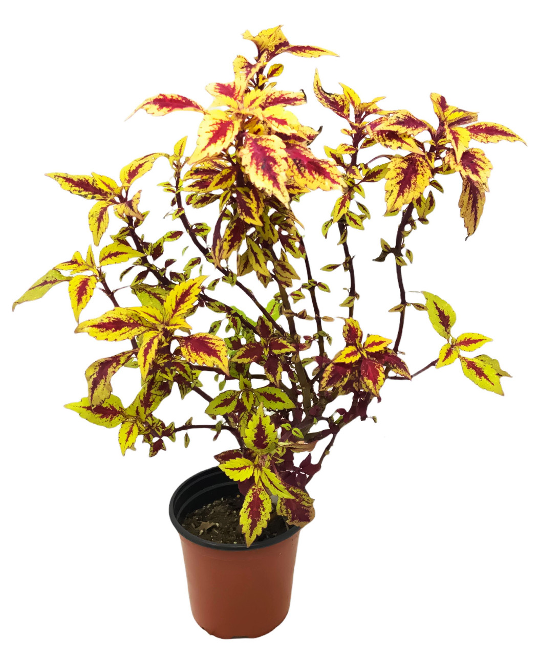 FlowerPotNursery Pineapple Splash Coleus Coleus sp. Pineapple Splash 4 ...