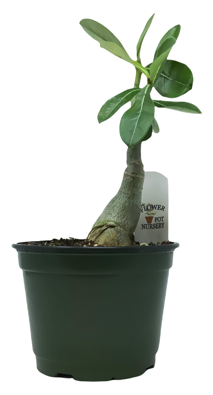 FlowerPotNursery Desert Rose Red Skirt Black Red Adenium obesum Red S ...