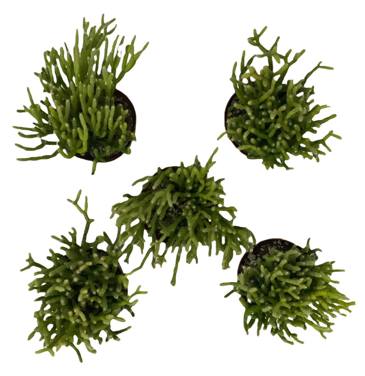 FlowerPotNursery Mouse Tail Cactus Rhipsalis baccifera Horrida 2" Pot 5 ...