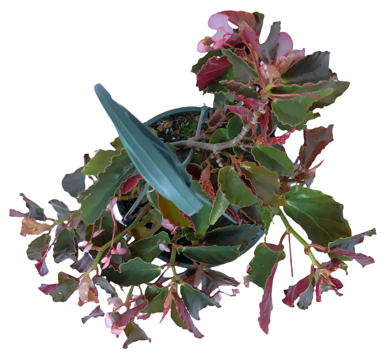 FlowerPotNursery Angel Wing Torch Pink Begonia Begonia sp. Torch Pink 8 ...