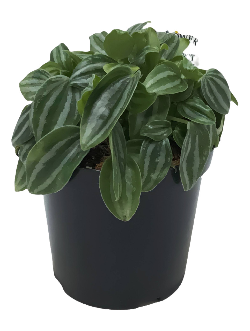 FlowerPotNursery Mini Watermelon Peperomia verschaffeltii Mini ...