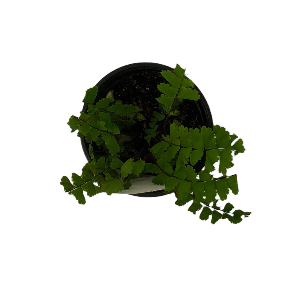 FlowerPotNursery Trailing Maidenhair Fern Adiantum caudatum 4" Pot ...