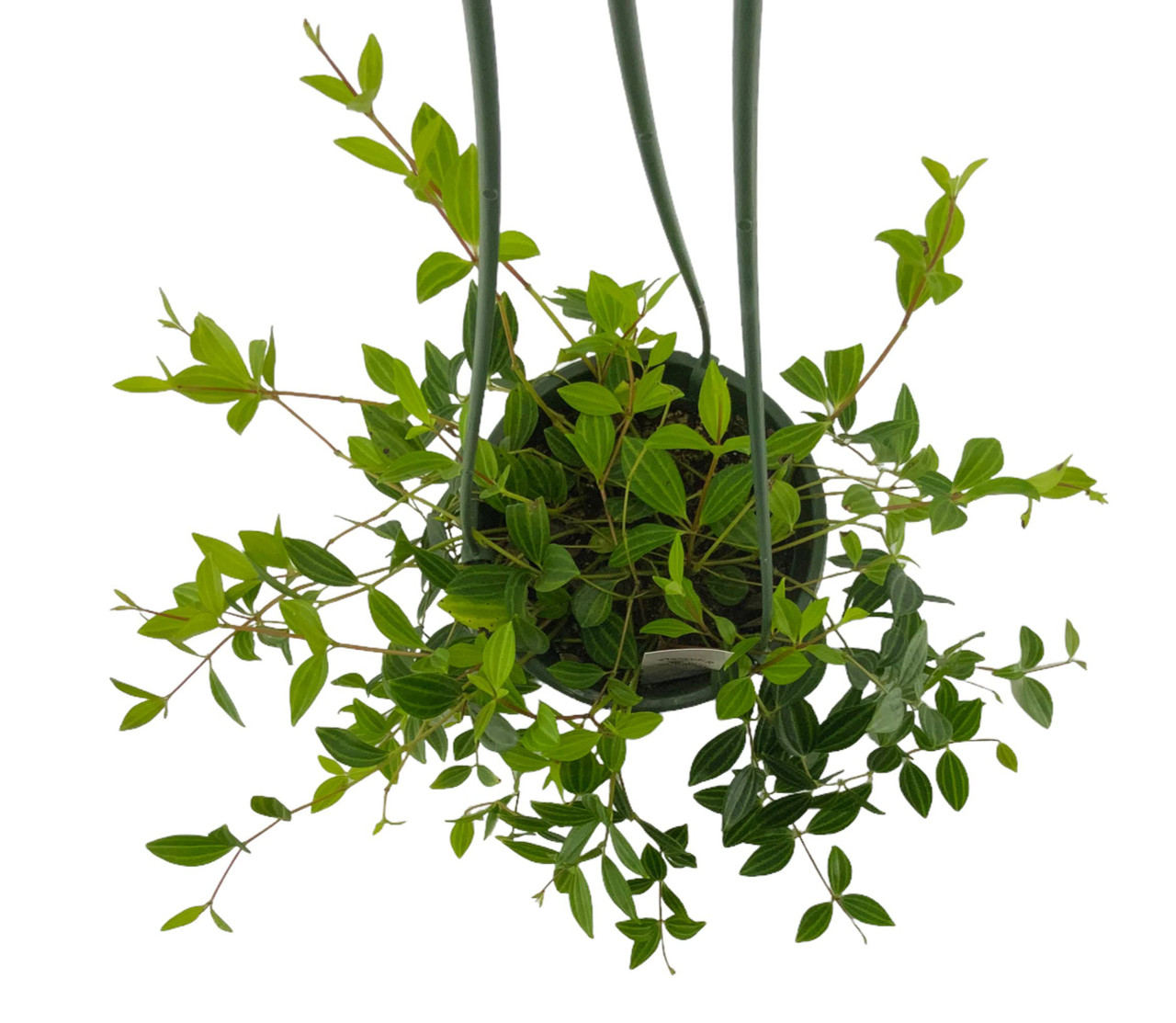 FlowerPotNursery Diamond Peperomia Peperomia angulata Diamond 6" Basket ...