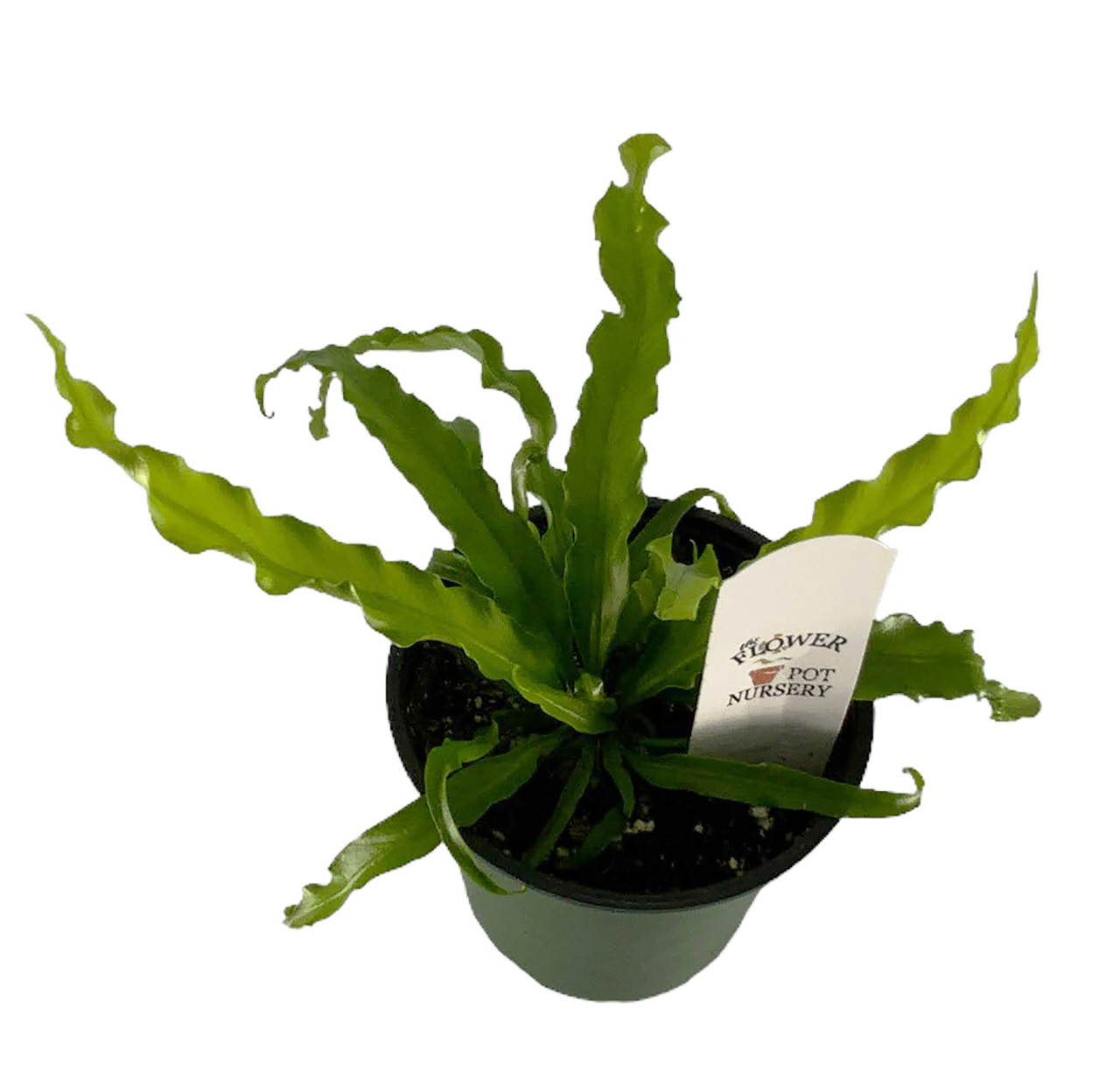 FlowerPotNursery Victoria Bird's Nest Fern Asplenium nidus Victoria 4 ...