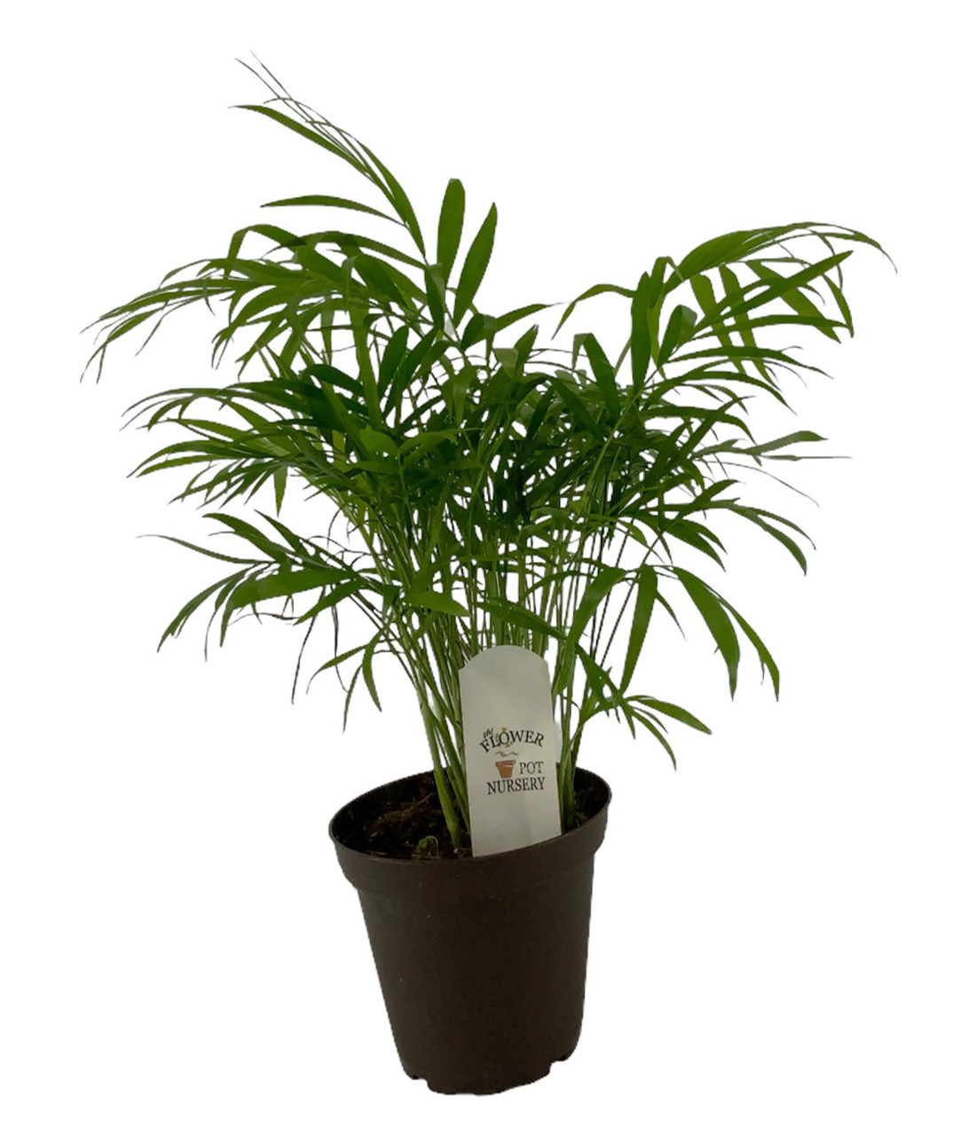 FlowerPotNursery Neanthe Bella Parlor Palm Chamaedorea elegans 4" Pot ...