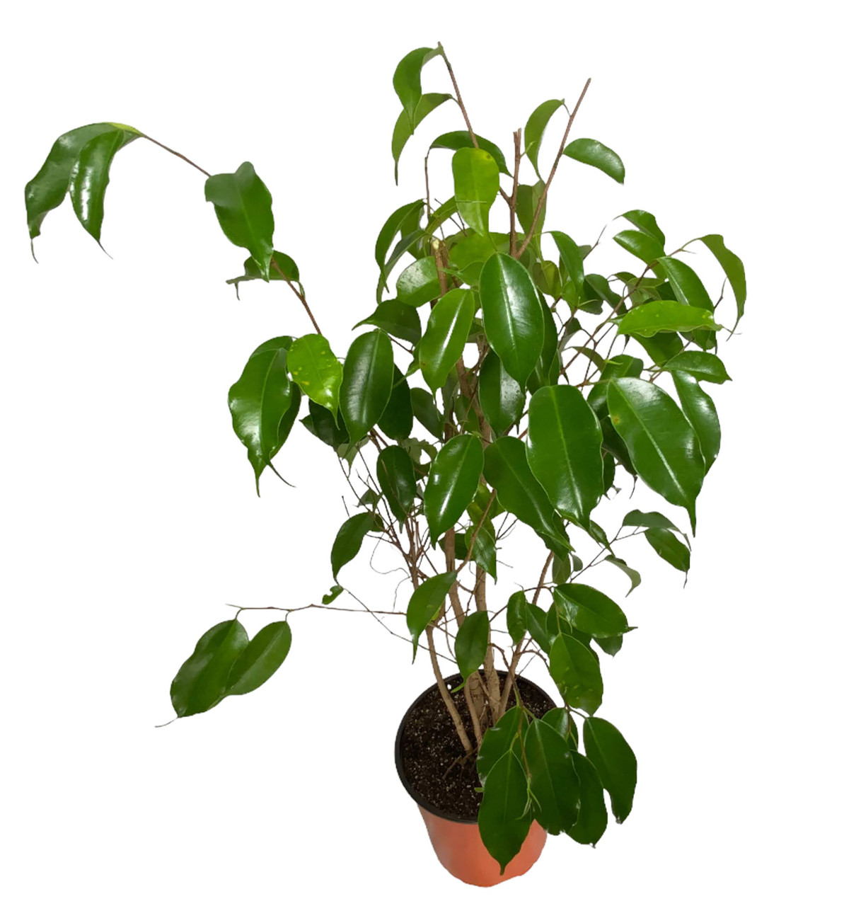 FlowerPotNursery Ficus Tree Ficus benjamina 1 Gallon Pot - The Flower ...