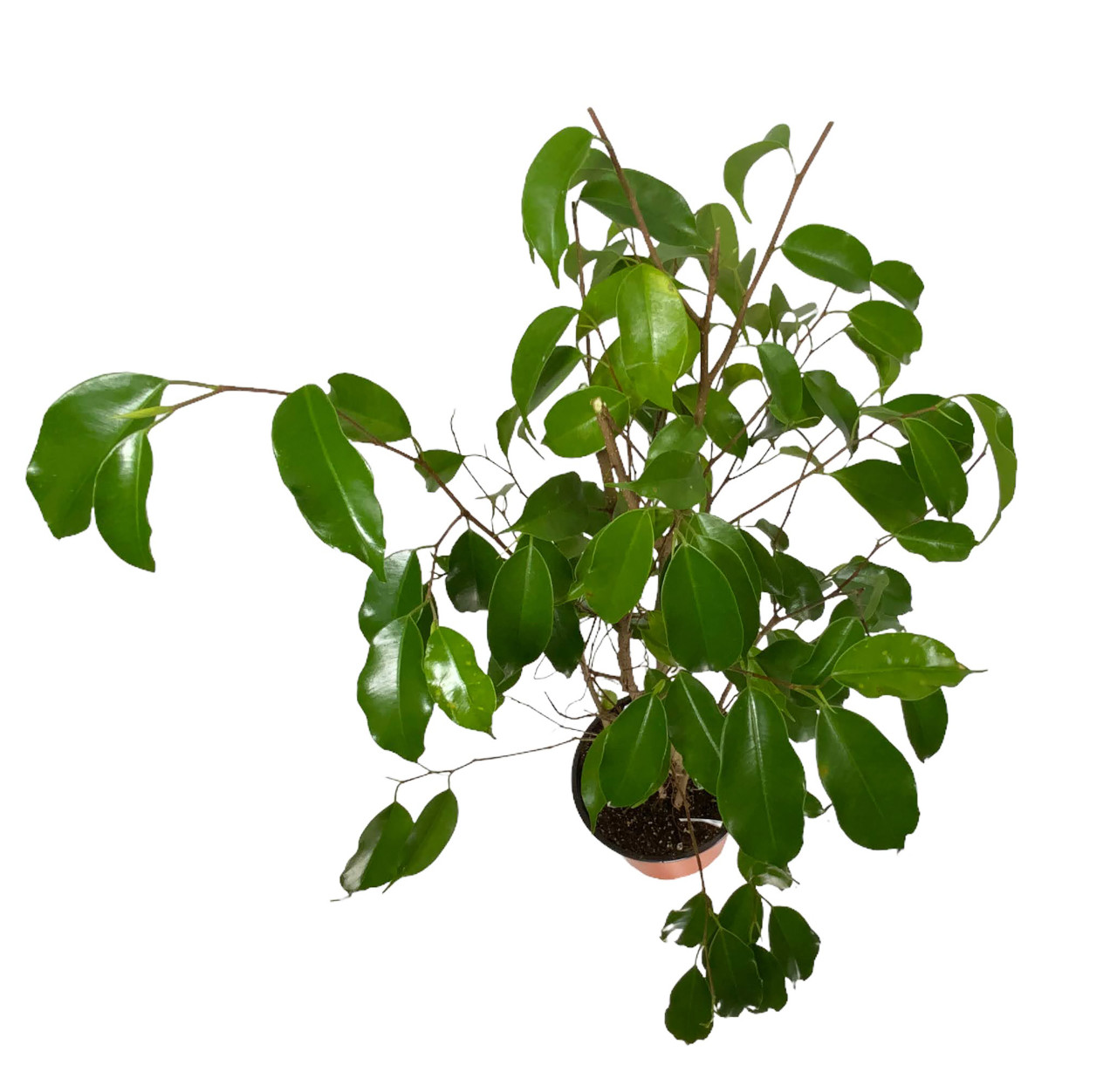 FlowerPotNursery Ficus Tree Ficus benjamina 1 Gallon Pot - The Flower ...