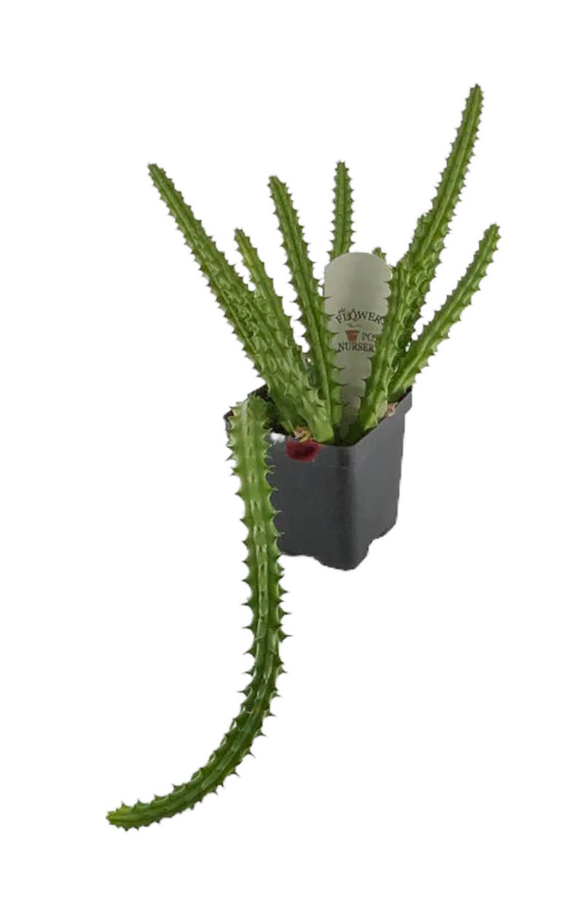 FlowerPotNursery Red Dragon Flower Cactus Huernia schneideriana 4" Pot ...