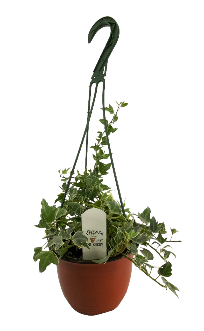 FlowerPotNursery Golden Esther English Ivy Hedera helix Golden Esther 6 ...