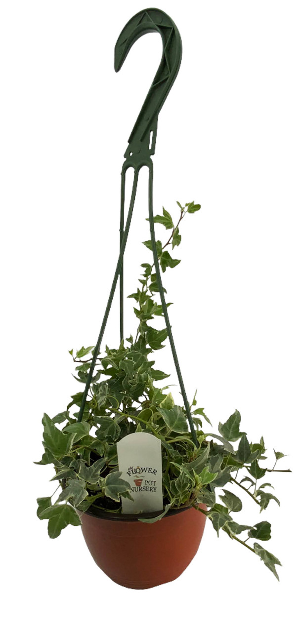 FlowerPotNursery Golden Esther English Ivy Hedera helix Golden Esther 6 ...