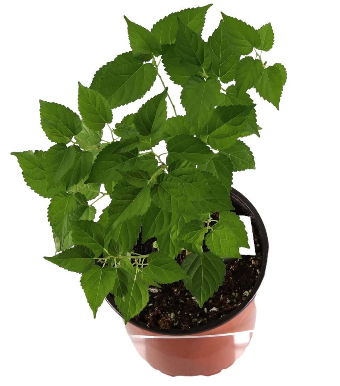 FlowerPotNursery Everbearing Mulberry Tree Morus rubra Everbearing 1 ...