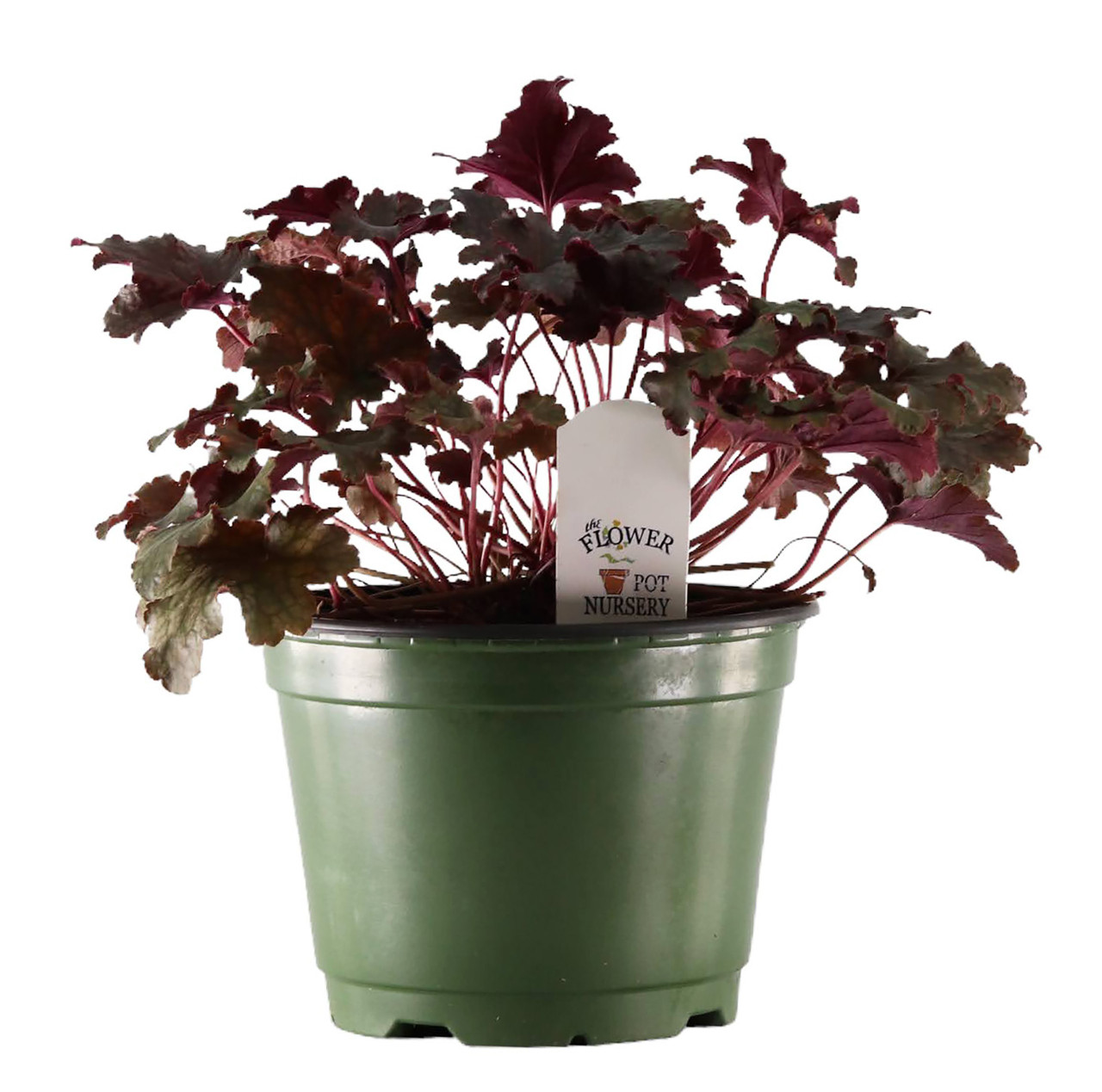 Heuchera Pot