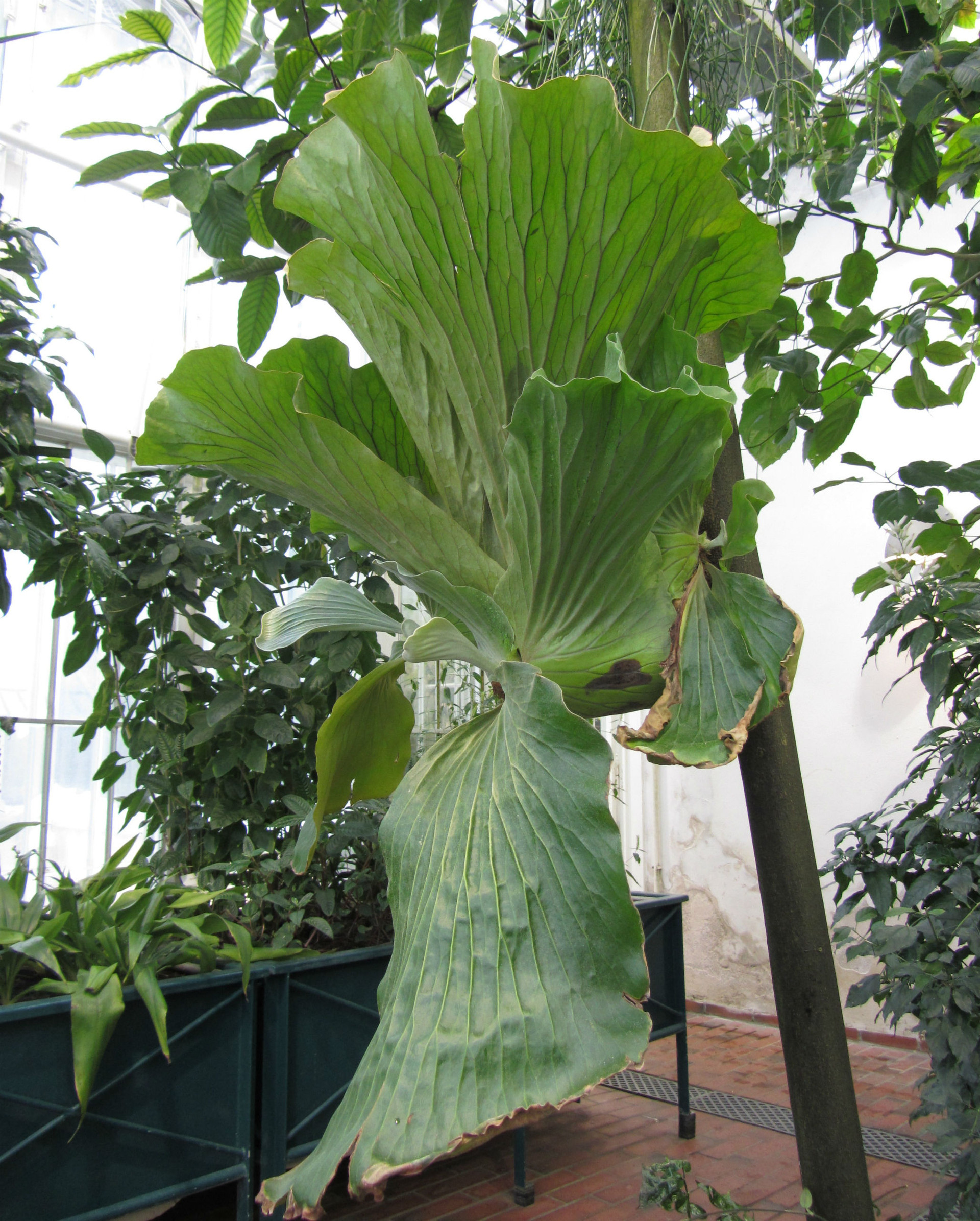 Flower Pot Nursery Staghorn Fern Elephant Platycerium elephantotis 4 ...