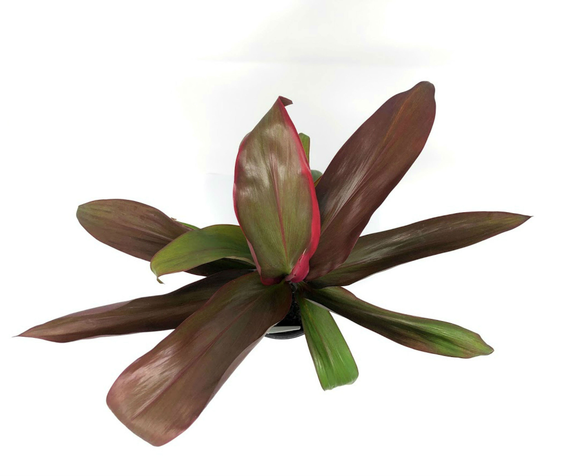 FlowerPotNursery Hawaiian Ti Plant Baby Doll Ti Cordyline t.-fruticosa ...