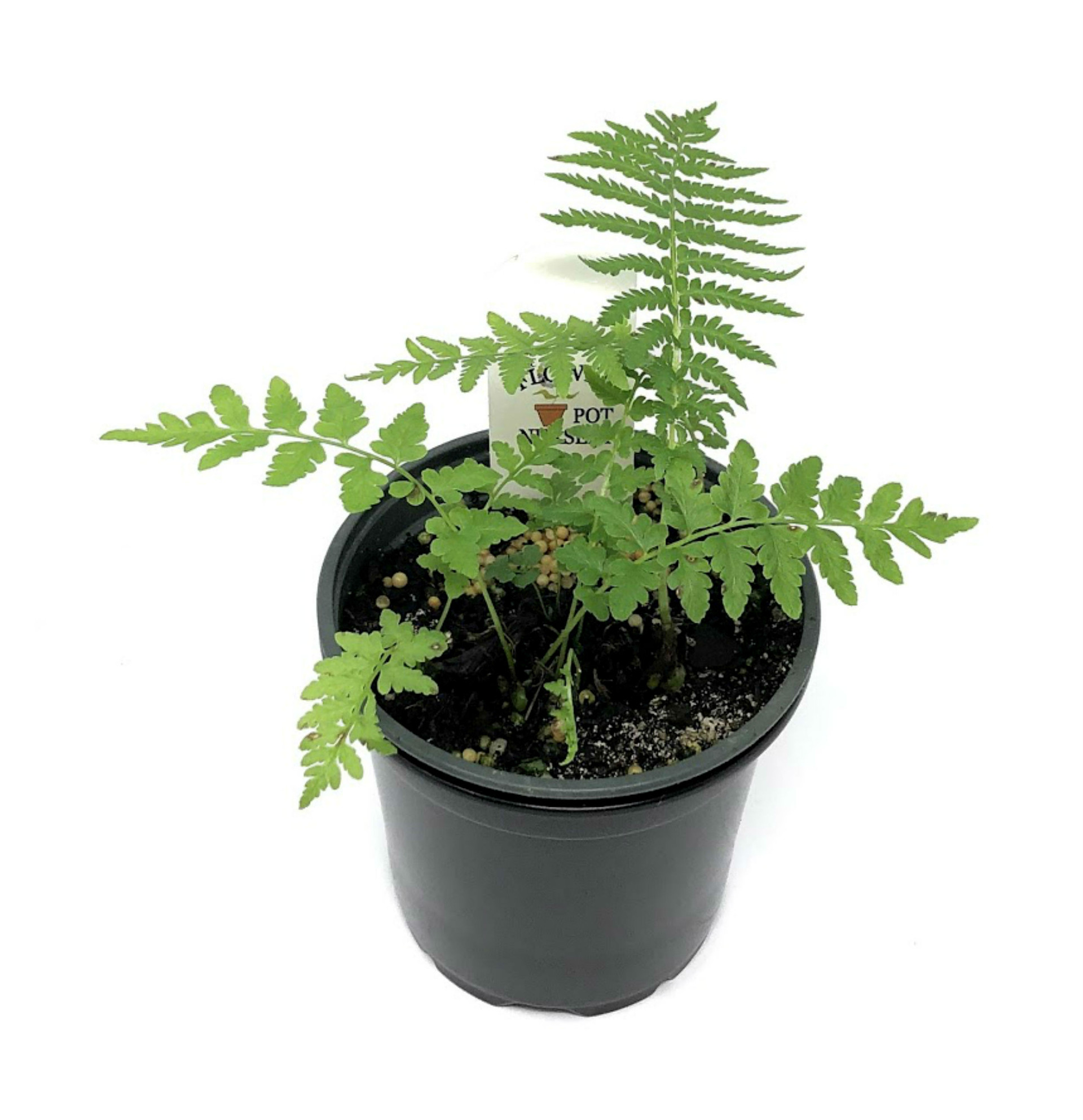 FlowerPotNursery Ostrich Fern Matteuccia struthiopteris The King 4" Pot ...