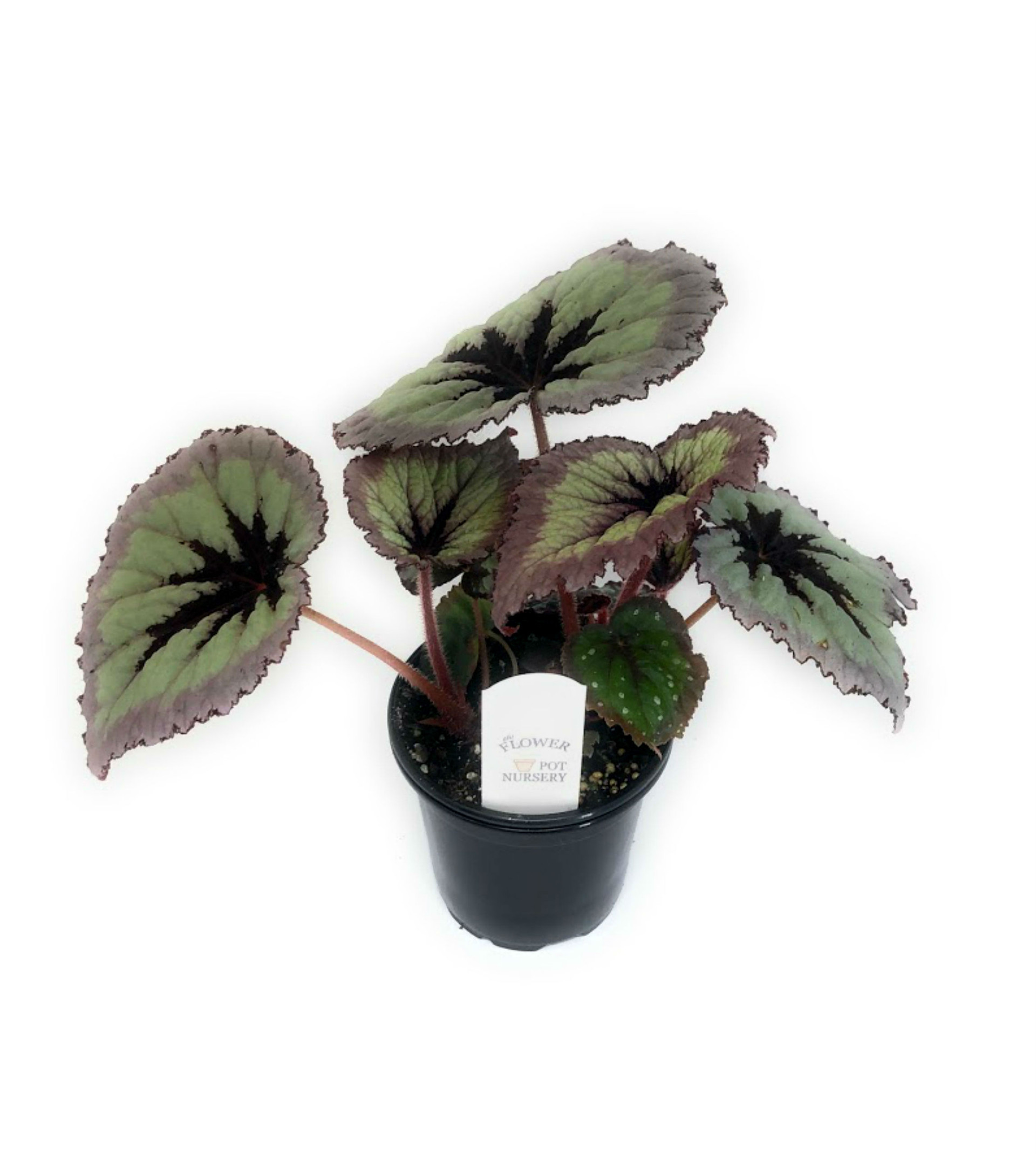 FlowerPotNursery Rex Begonia Harmony's Fire Woman Begonia rex Fire ...