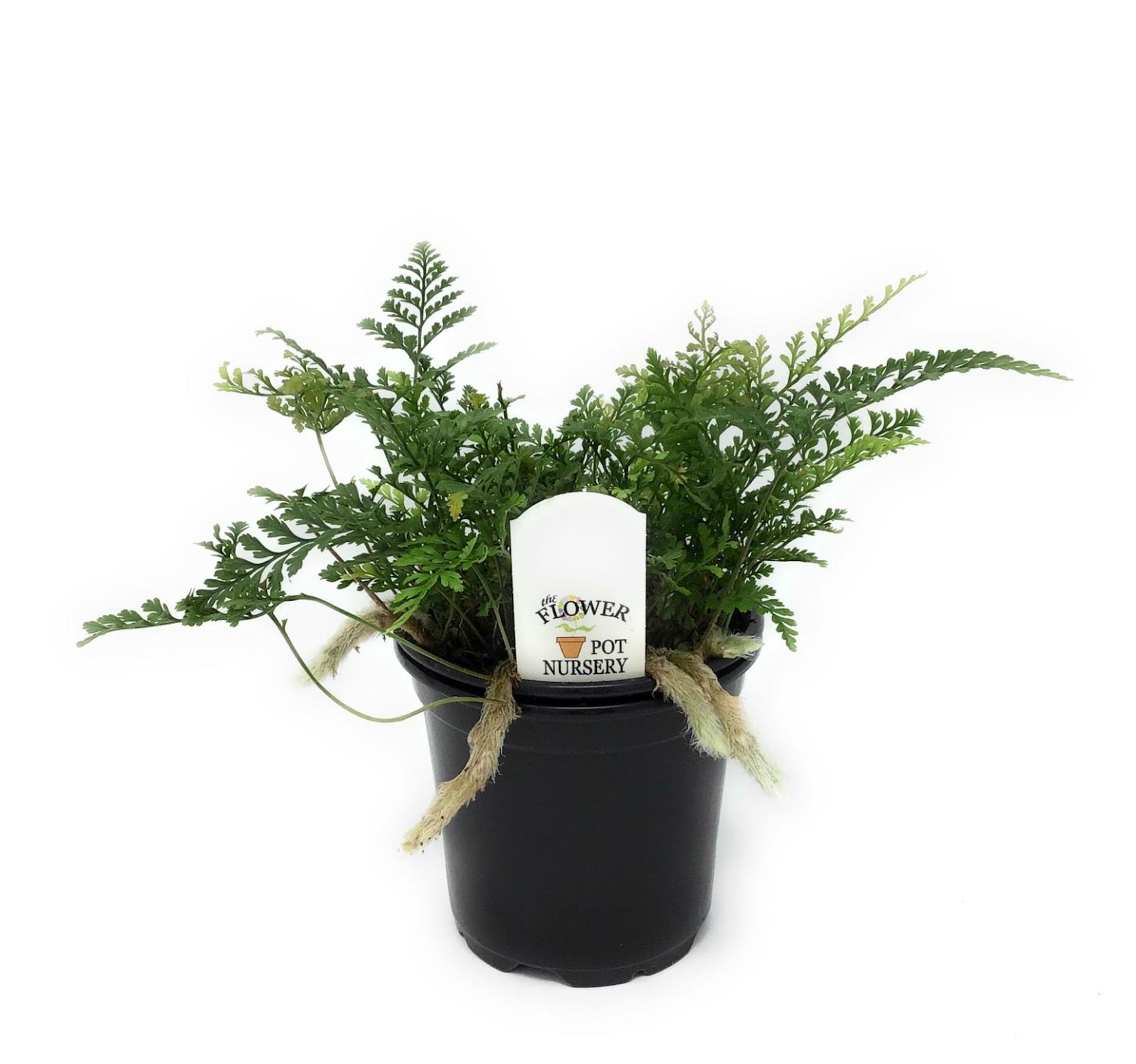 FlowerPotNursery White Rabbit's Foot Fern Davallia (Humata) tyermannii ...