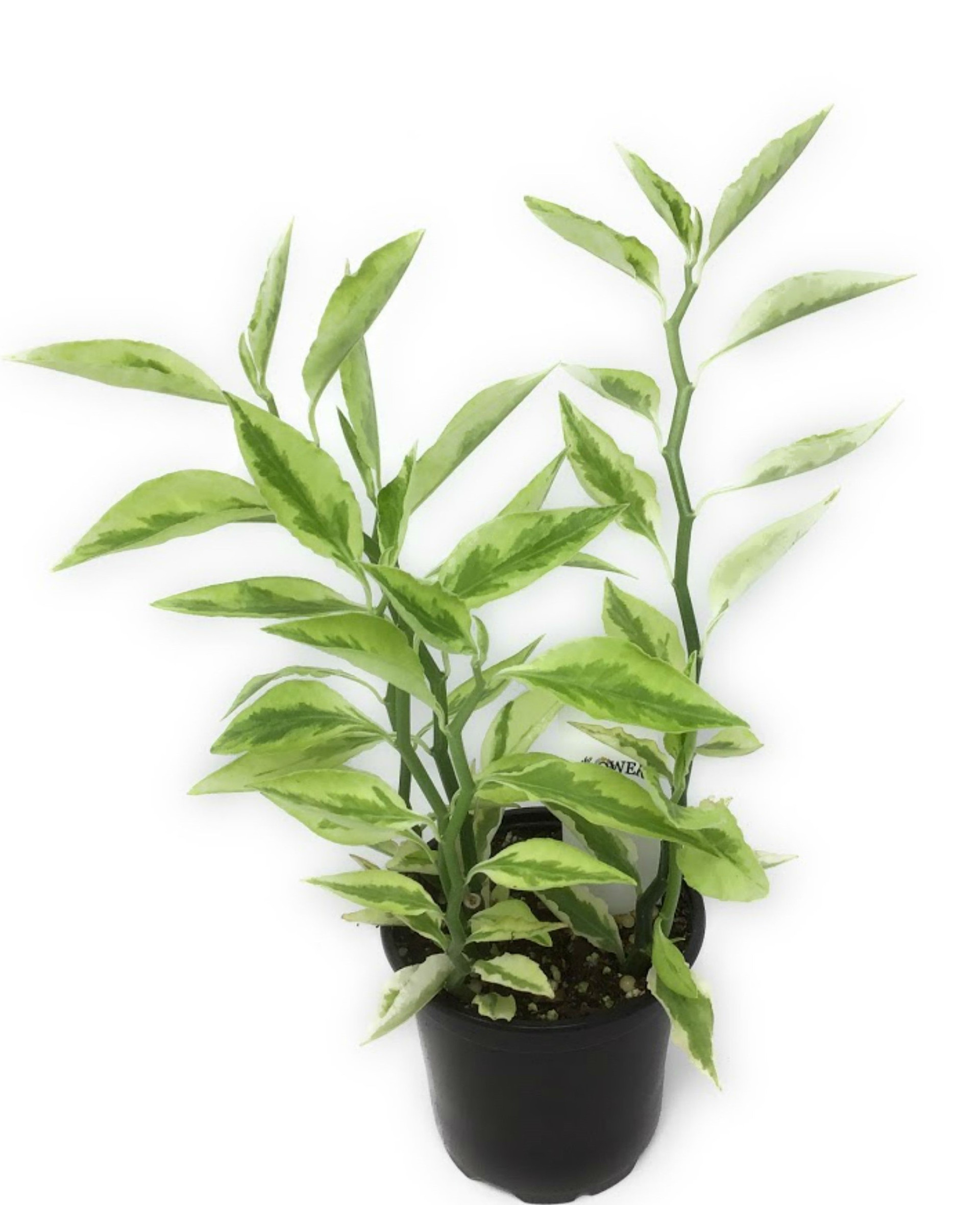 Variegated Devil's Backbone / Red Bird / False Bird - Pedilanthus ...