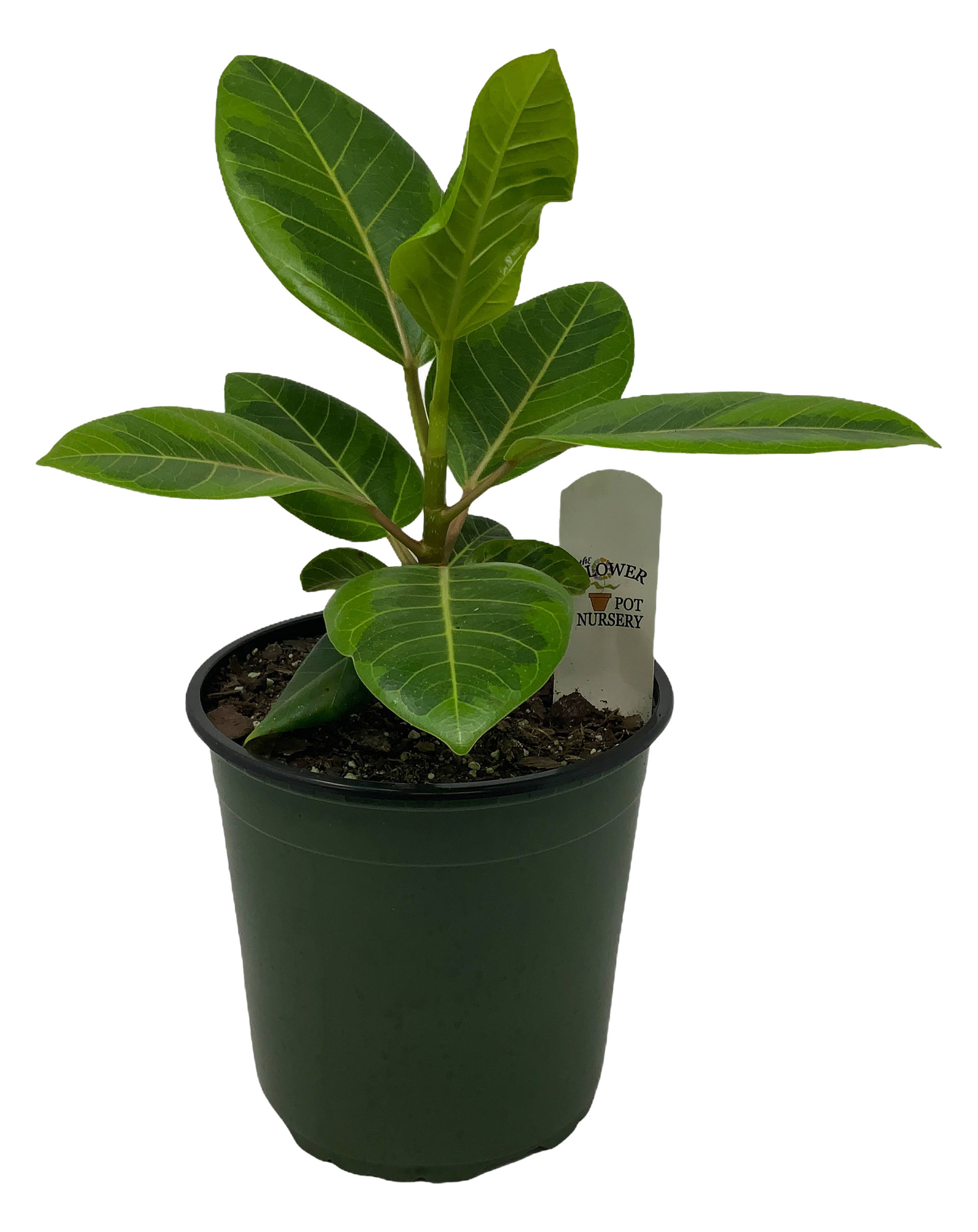 FlowerPotNursery Golden Gem Rubber Plant Ficus altissima Golden Gem 1 ...