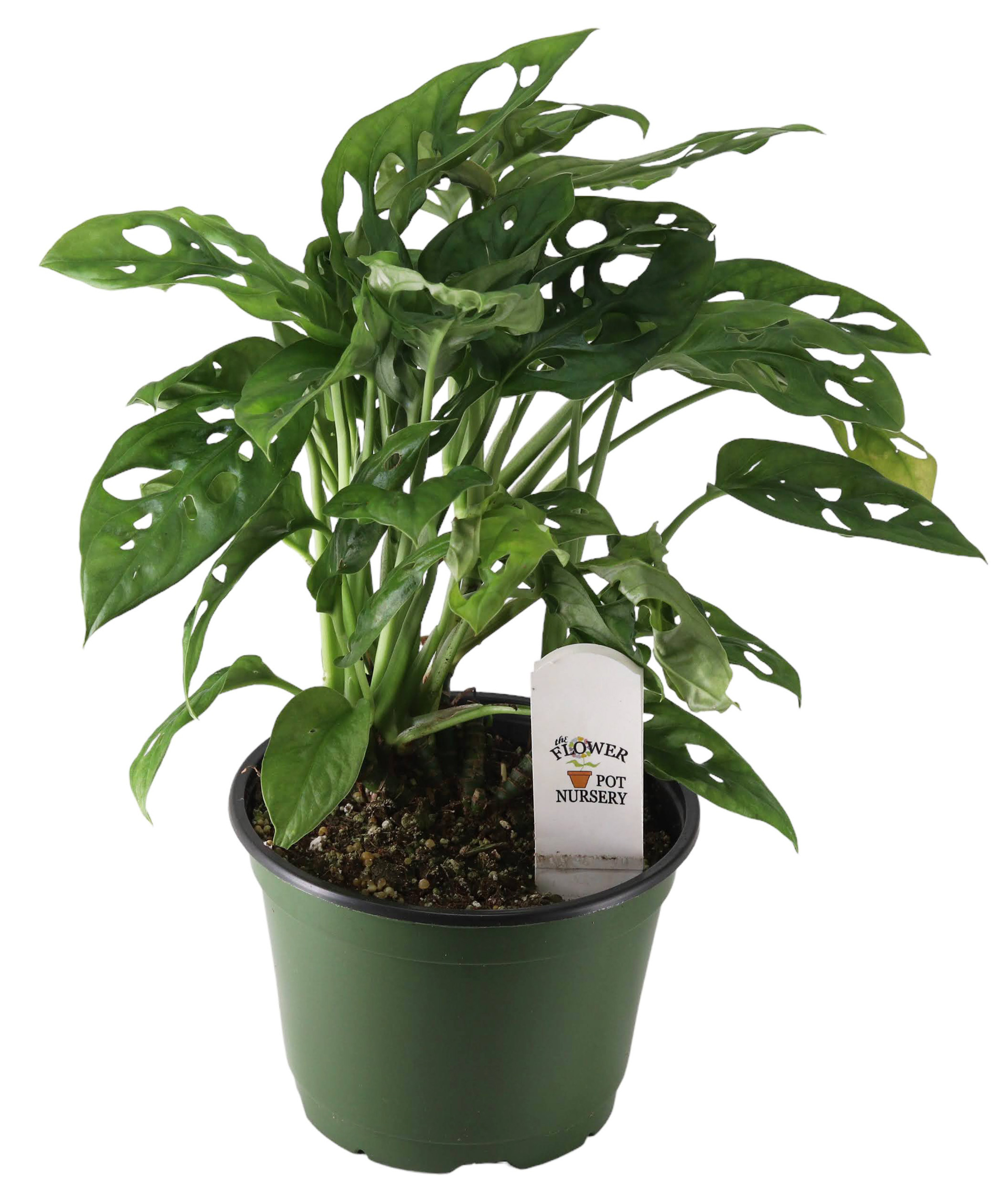 FlowerPotNursery Swiss Cheese Plant Monstera deliciosa 4" Pot - The ...