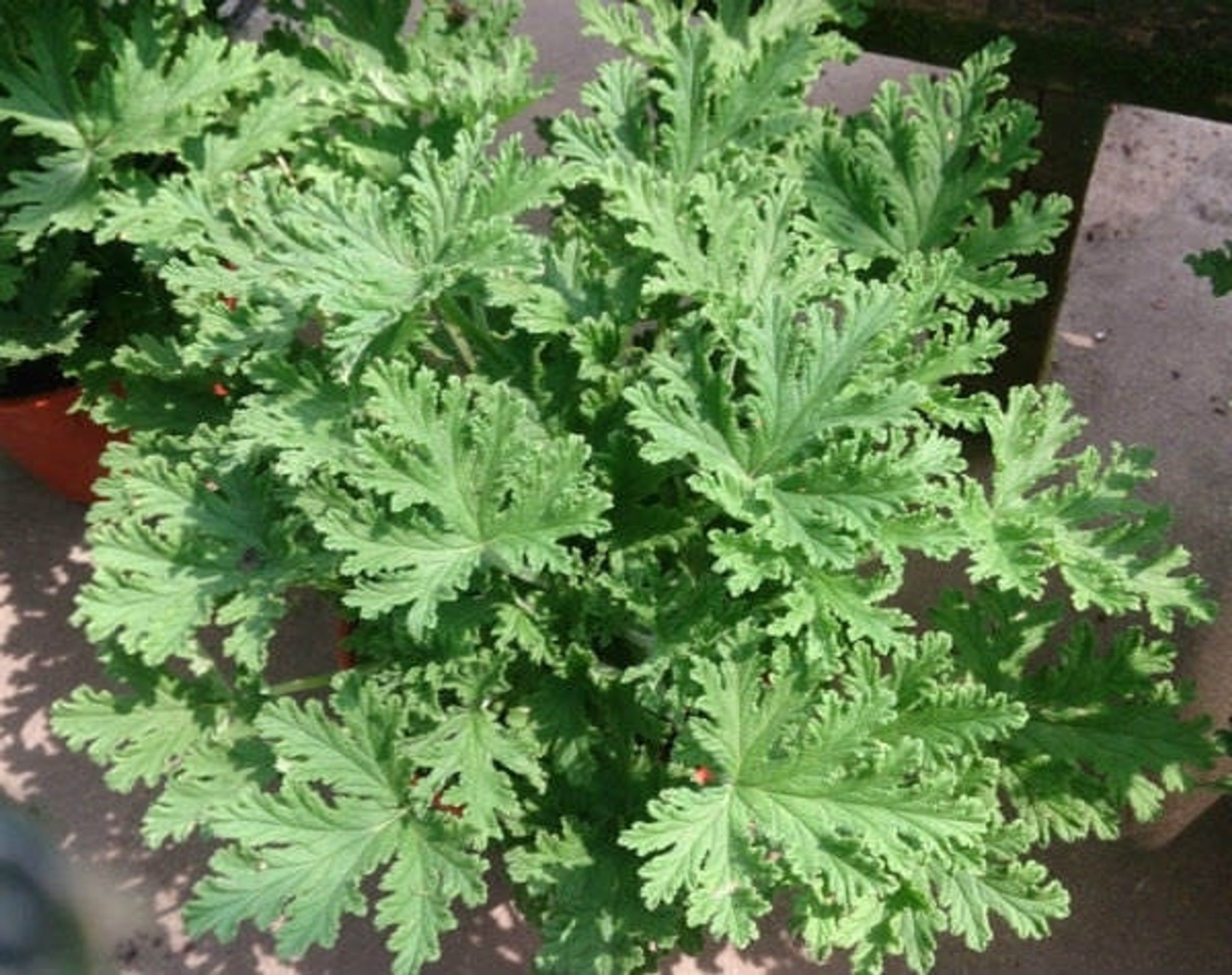 Citronella Mosquito Plant Pelargonium Citrosum 4” Pot The Flower