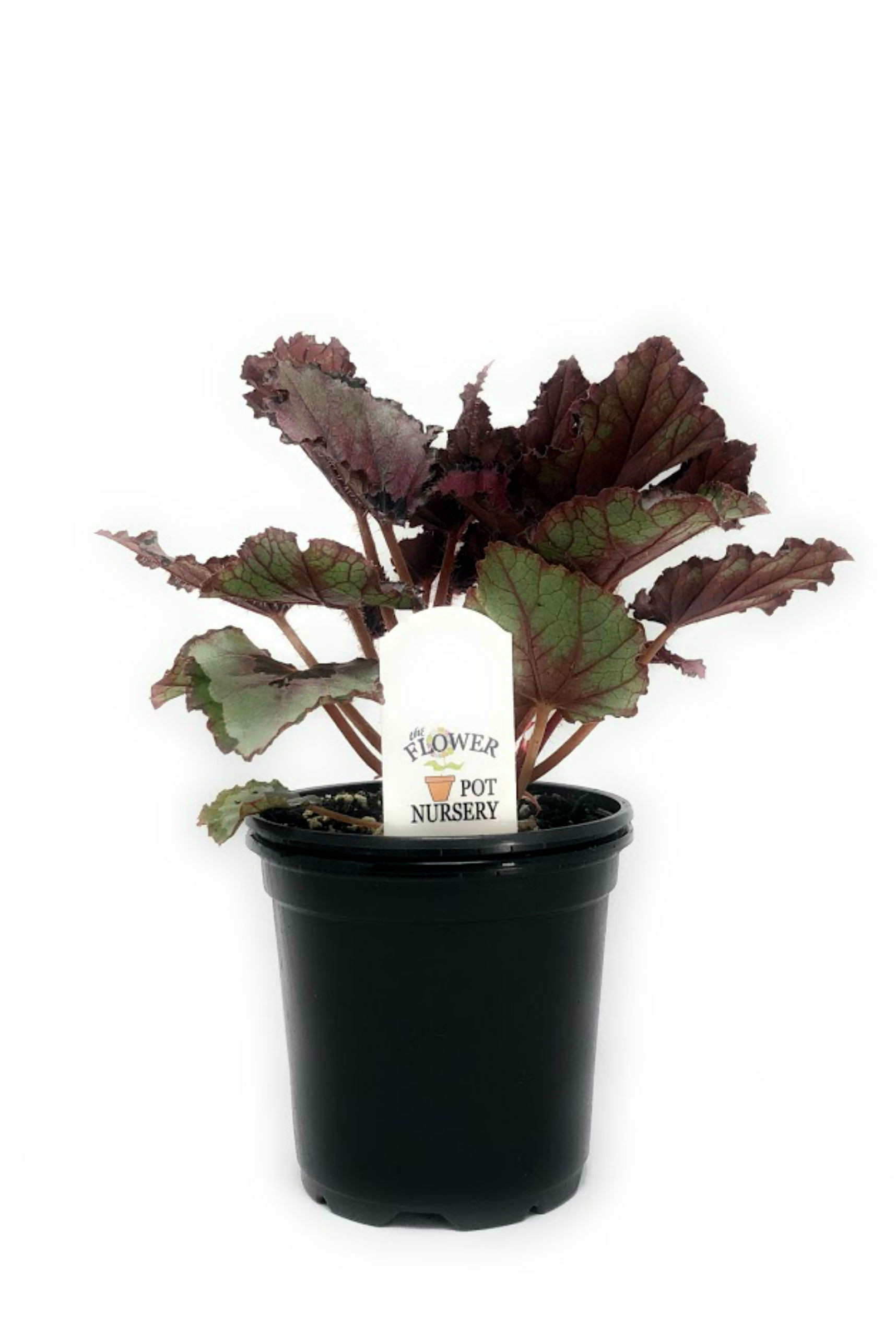 FlowerPotNursery Rex Begonia Red Robin Begonia rex Red Robin 4" Pot ...