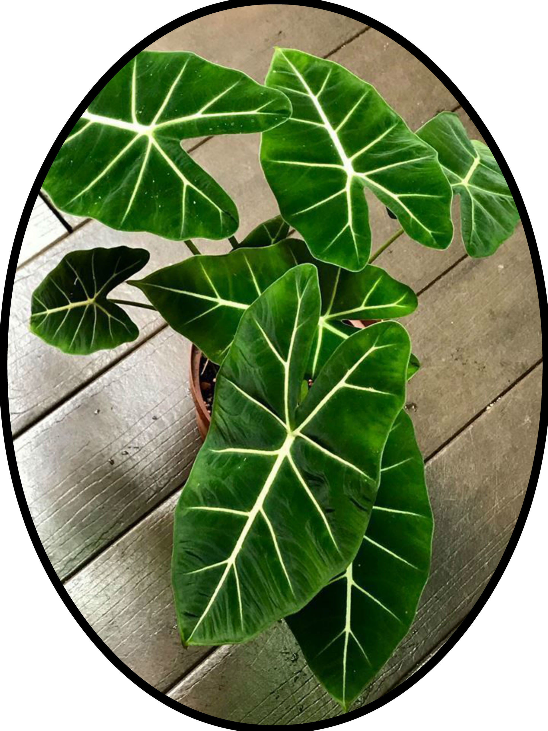 FlowerPotNursery Velvet Elvis Alocasia micholitziana Velvet Elvis 4 ...