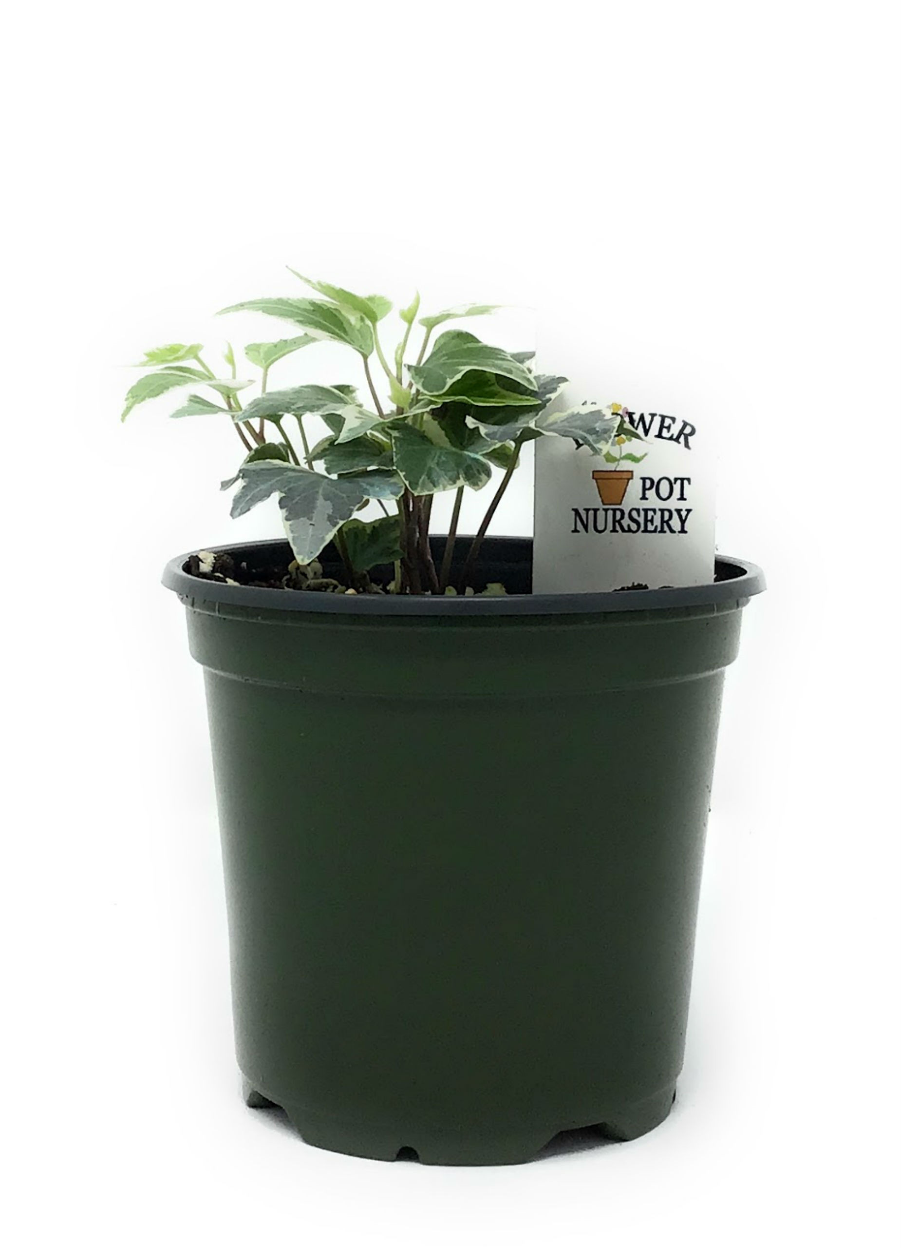FlowerPotNursery Golden Esther English Ivy Hedera helix Golden Esther 4 ...