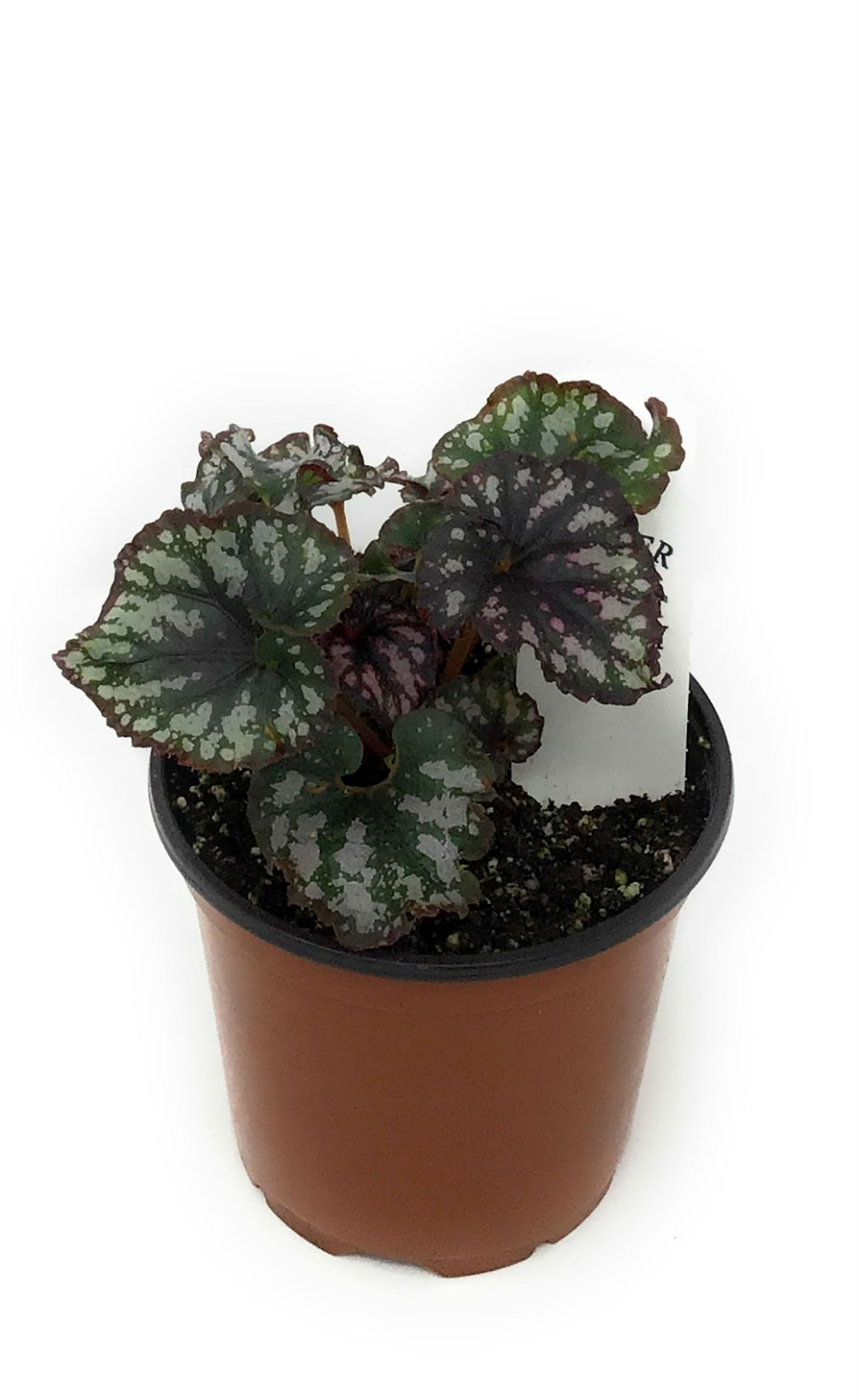 FlowerPotNursery Rex Begonia Red Kiss Begonia rex Red Kiss 4" Pot - The ...