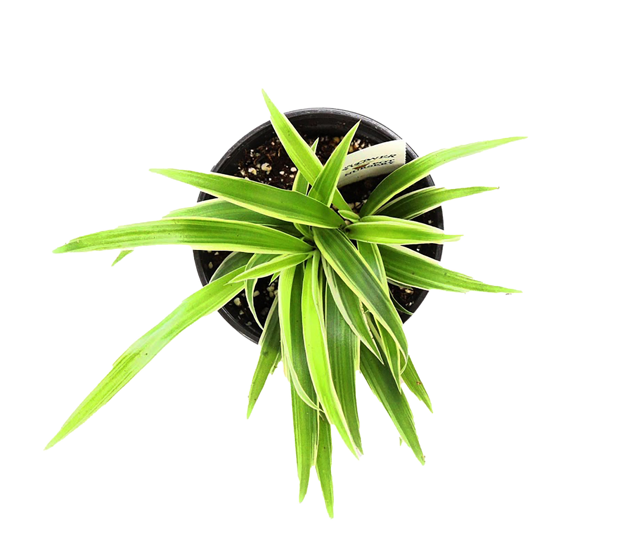 FlowerPotNursery Variegated Irish Spider Chlorophytum comosum V. Irish ...