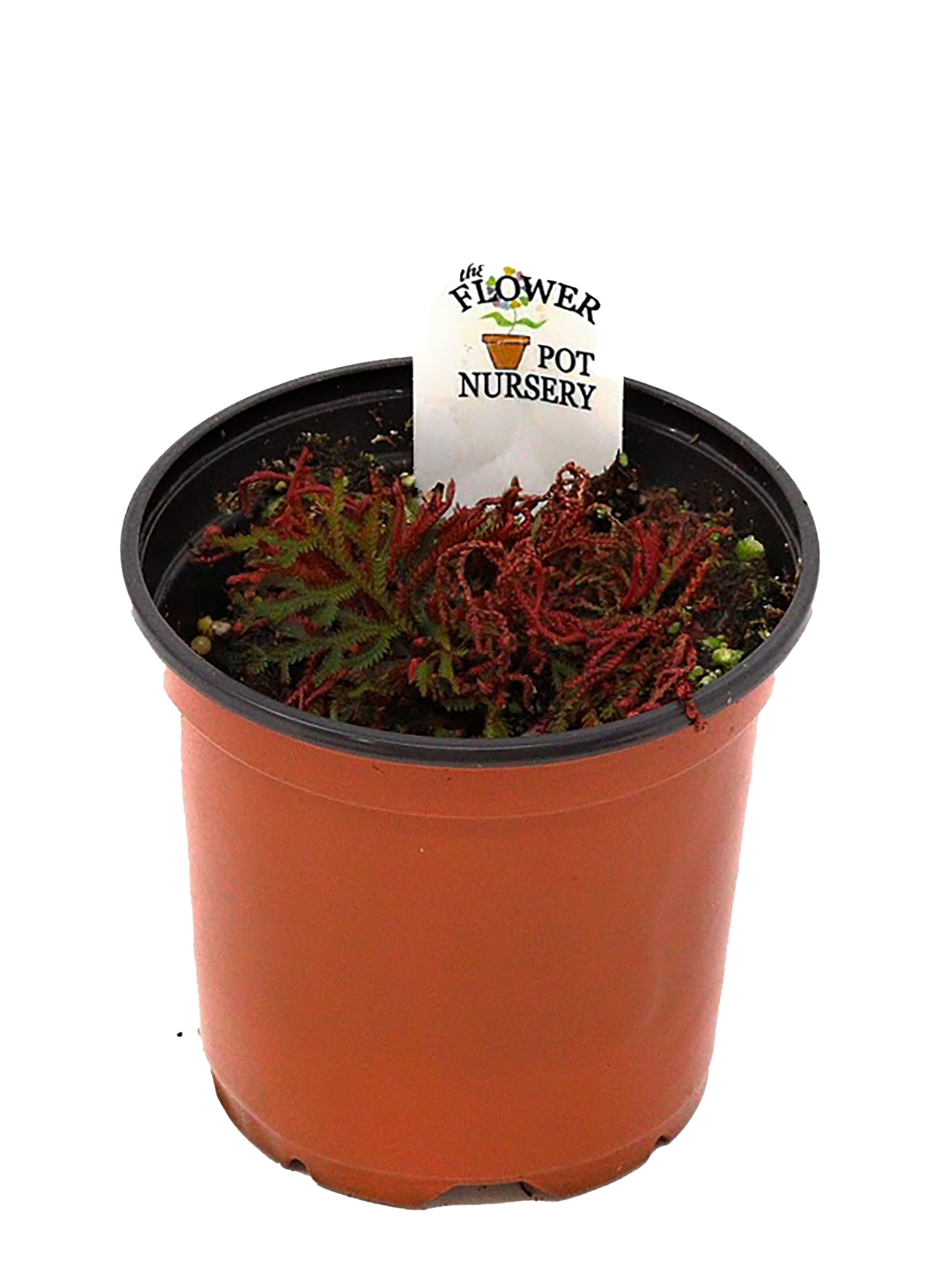 FlowerPotNursery Ruby Red Spikemoss Selaginella erythropus Sanguinea 4 ...