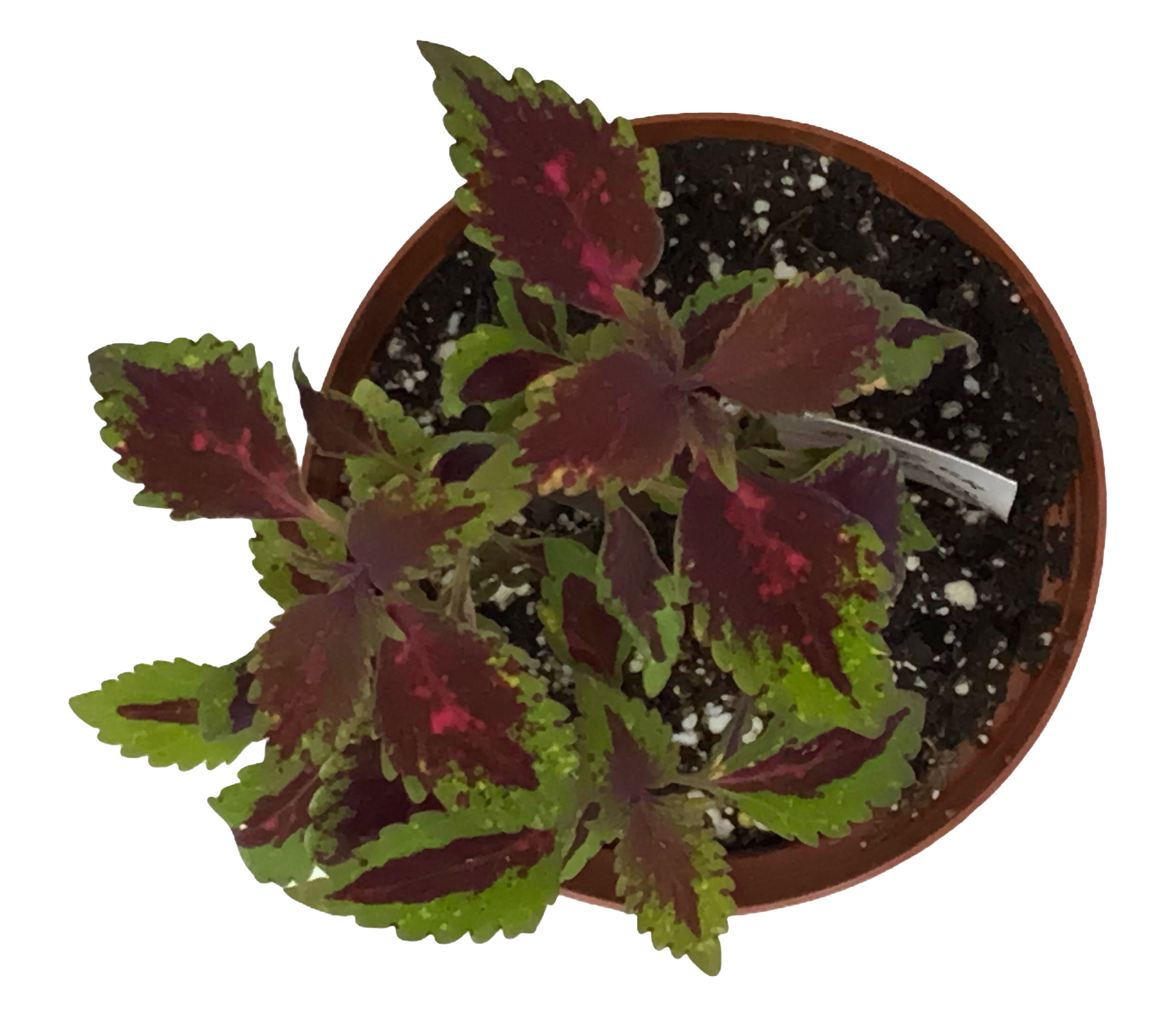 FlowerPotNursery Coleus Carnival Coleus scutellarioides Carnival 4” Pot ...