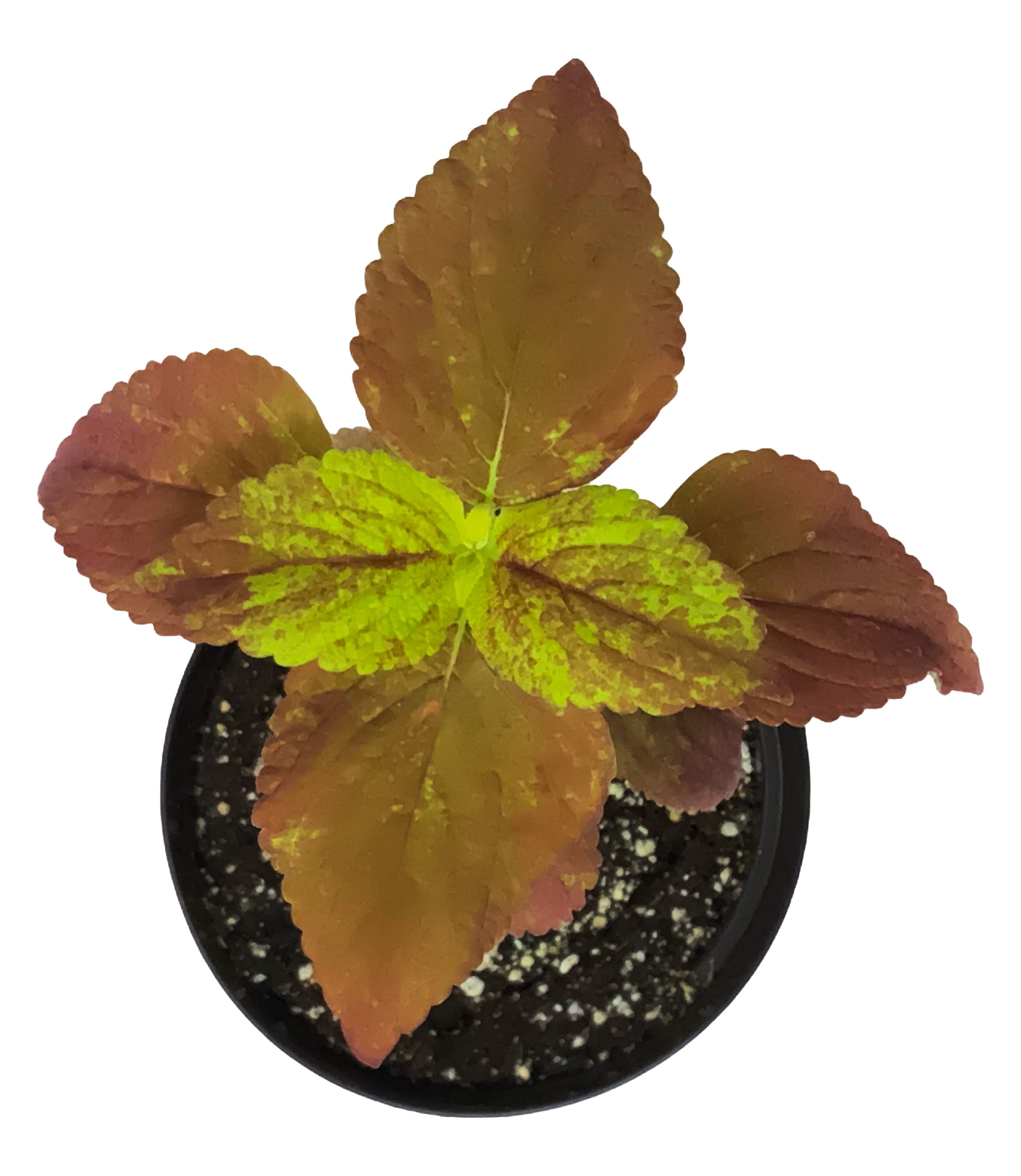 FlowerPotNursery Coleus Alabama Sunset Coleus scutellarioides Alabama S ...