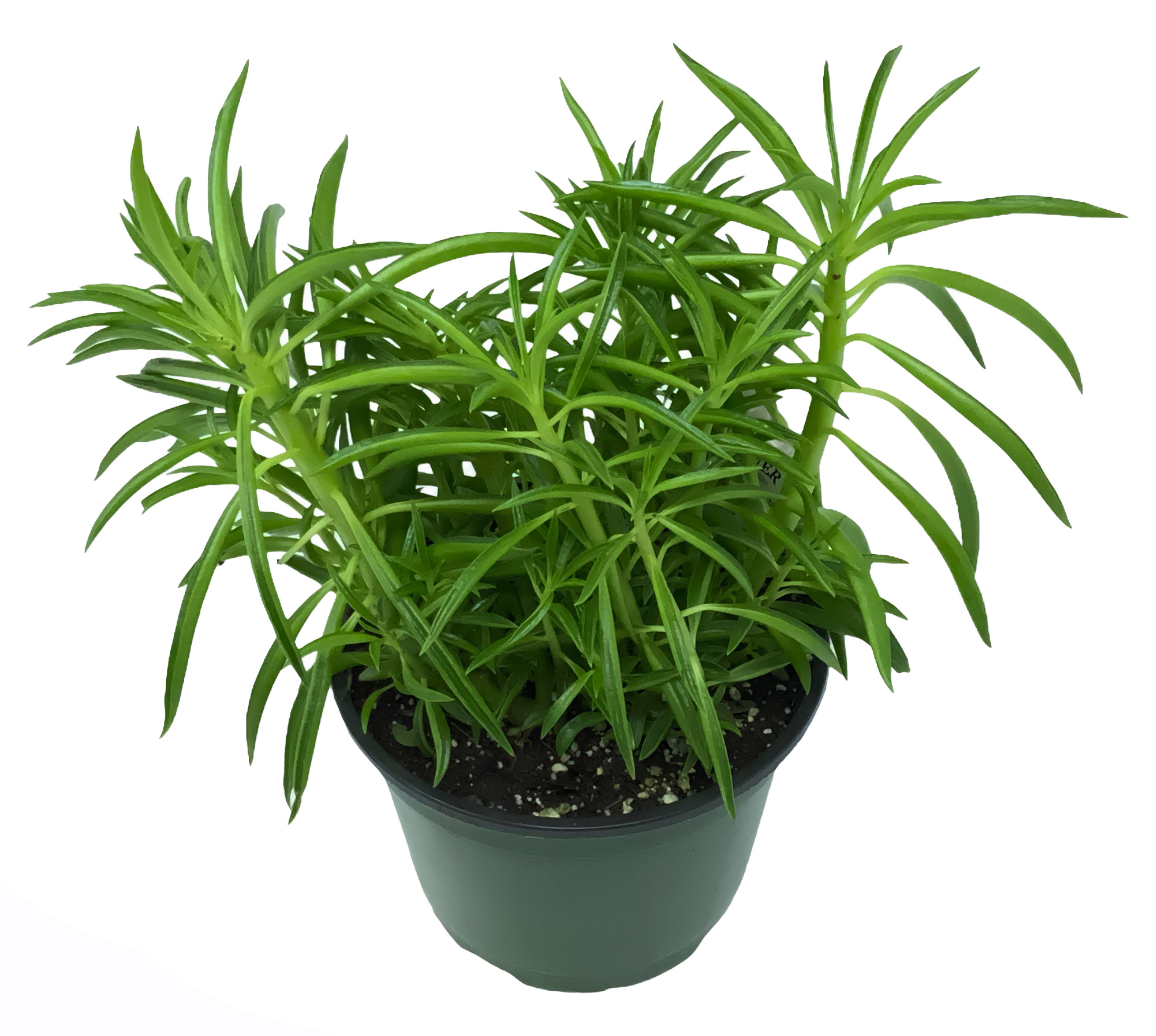 FlowerPotNursery Peperomia Happy Bean Peperomia ferreyrae 6" Pot - The ...