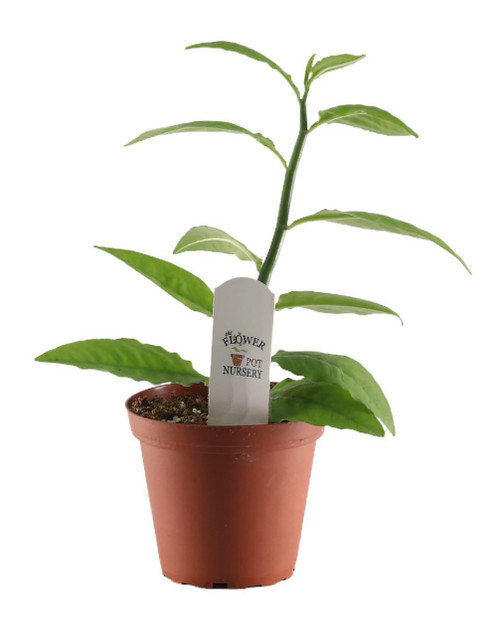 FlowerPotNursery Inverted Green Devils Backbone Pedilanthus ...