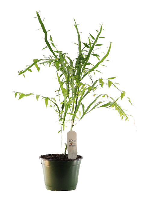 FlowerPotNursery Tapeworm Ribbon Plant Bush Homalocladium platycladum 6 ...