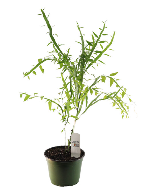 FlowerPotNursery Tapeworm Ribbon Plant Bush Homalocladium platycladum 6 ...