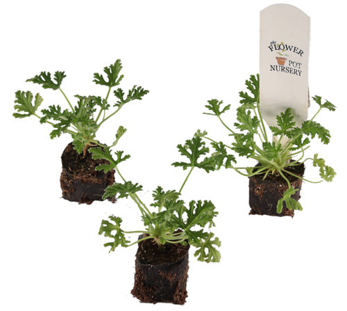 FlowerPotNursery Citronella Mosquito Plant Pelargonium citrosum Plug 3 ...