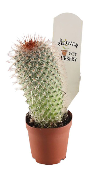 FlowerPotNursery Red Headed Irishman Cactus Mammillaria spinosissima 2 ...