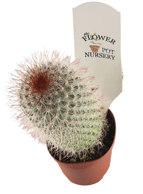 FlowerPotNursery Red Headed Irishman Cactus Mammillaria spinosissima 2 ...