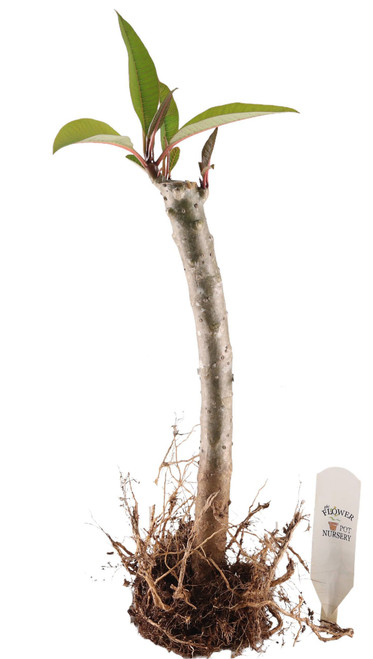 FlowerPotNursery Red Plumeria Frangipani rubra Red Bare Root 18 inches ...