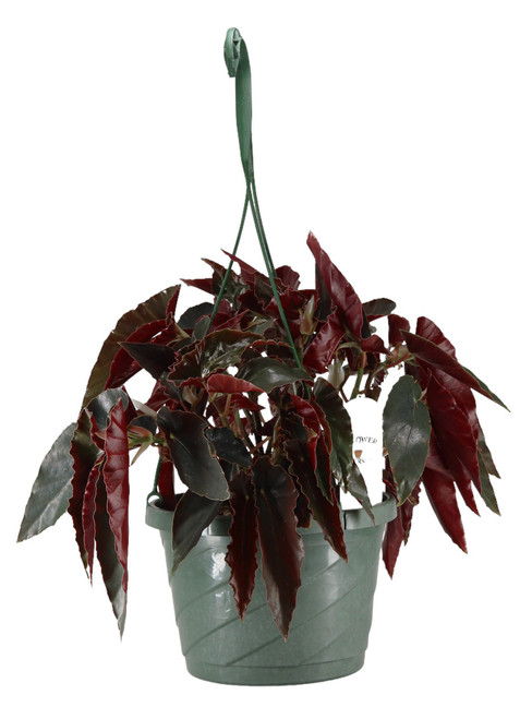 FlowerPotNursery Angel Wing Torch Red Begonia Begonia sp. Torch Red 8 ...