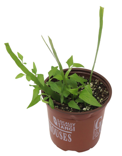 FlowerPotNursery Tapeworm Ribbon Plant Bush Homalocladium platycladum 4 ...