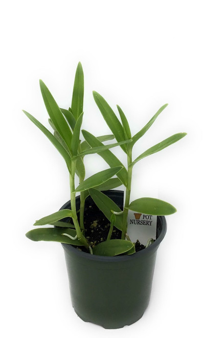 FlowerPotNursery Reed Stem Orchid Orange Epidendrum radicans 4" Pot ...