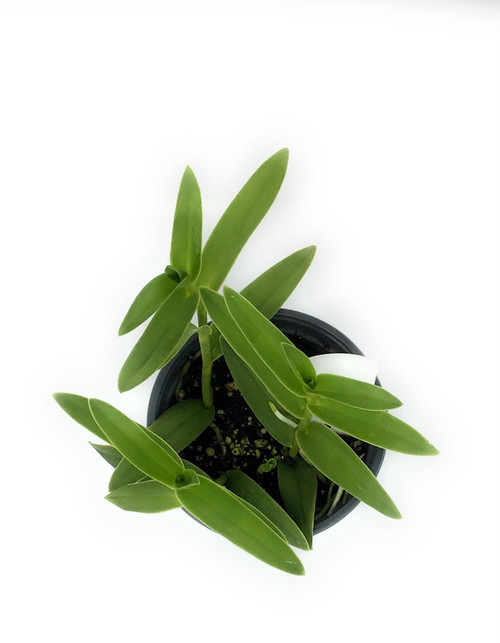 FlowerPotNursery Reed Stem Orchid Orange Epidendrum radicans 4" Pot ...