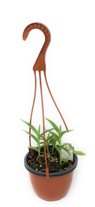 FlowerPotNursery Epidendrum sp. Max Valley Shiranui Orchid 6" Pot - The ...